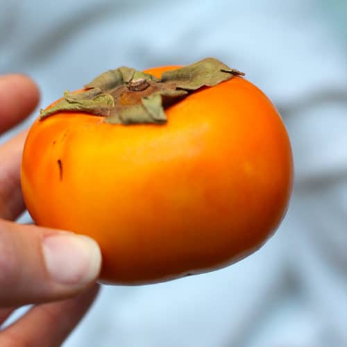 Persimmon Pudding Recipe - Rainbow Delicious